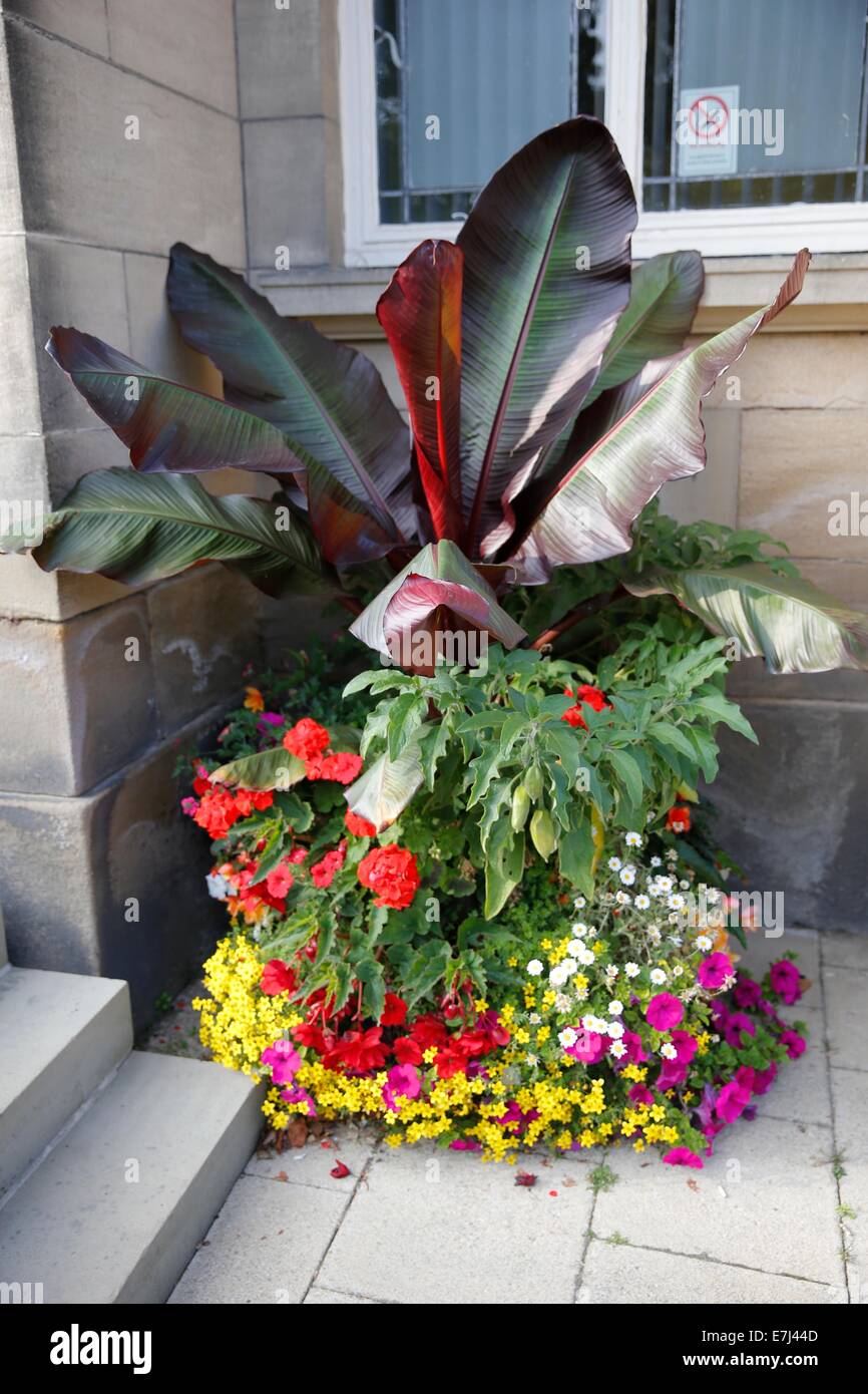 Red Calla plant display Stock Photo - Alamy