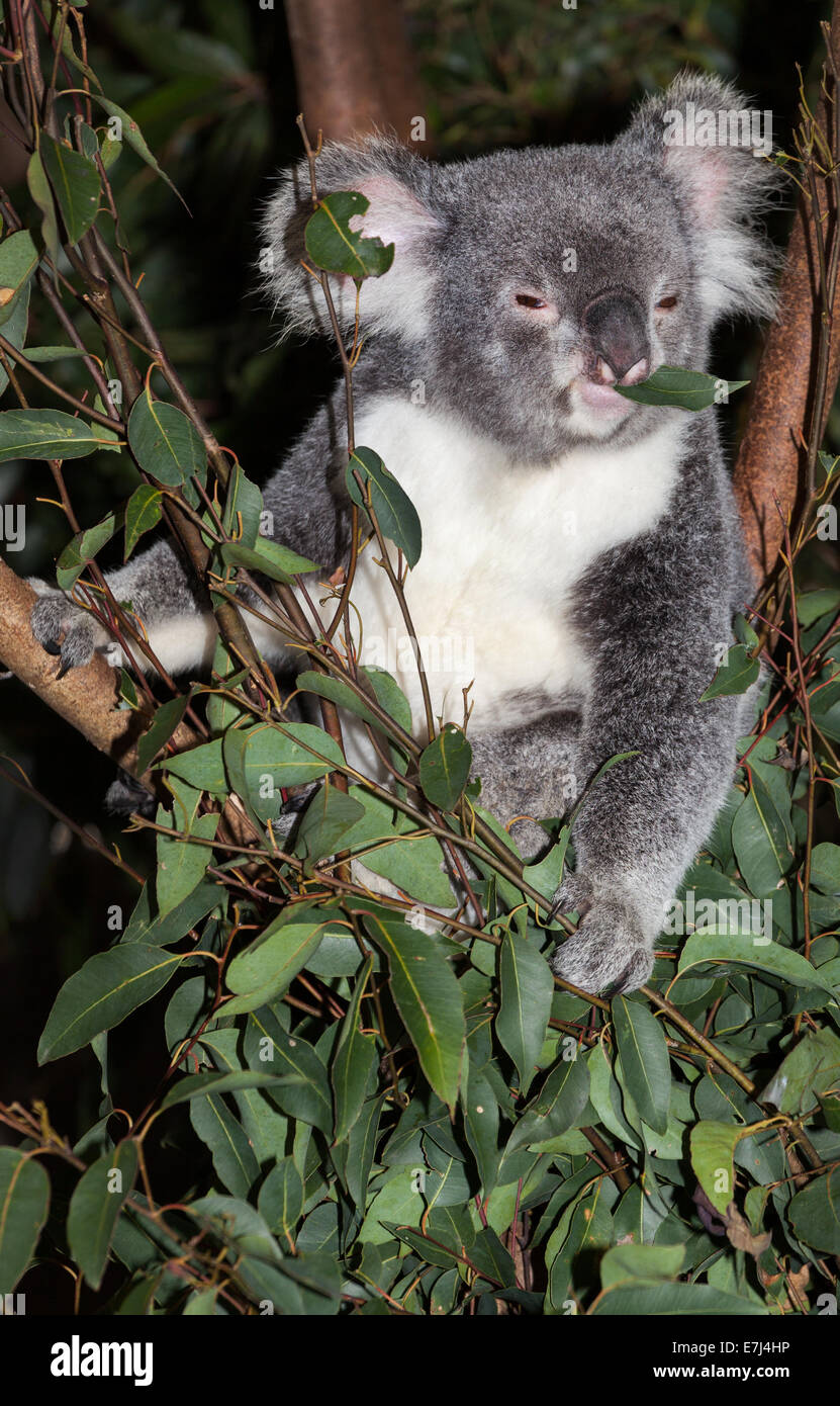 Koala thinking hi-res stock photography and images - Alamy