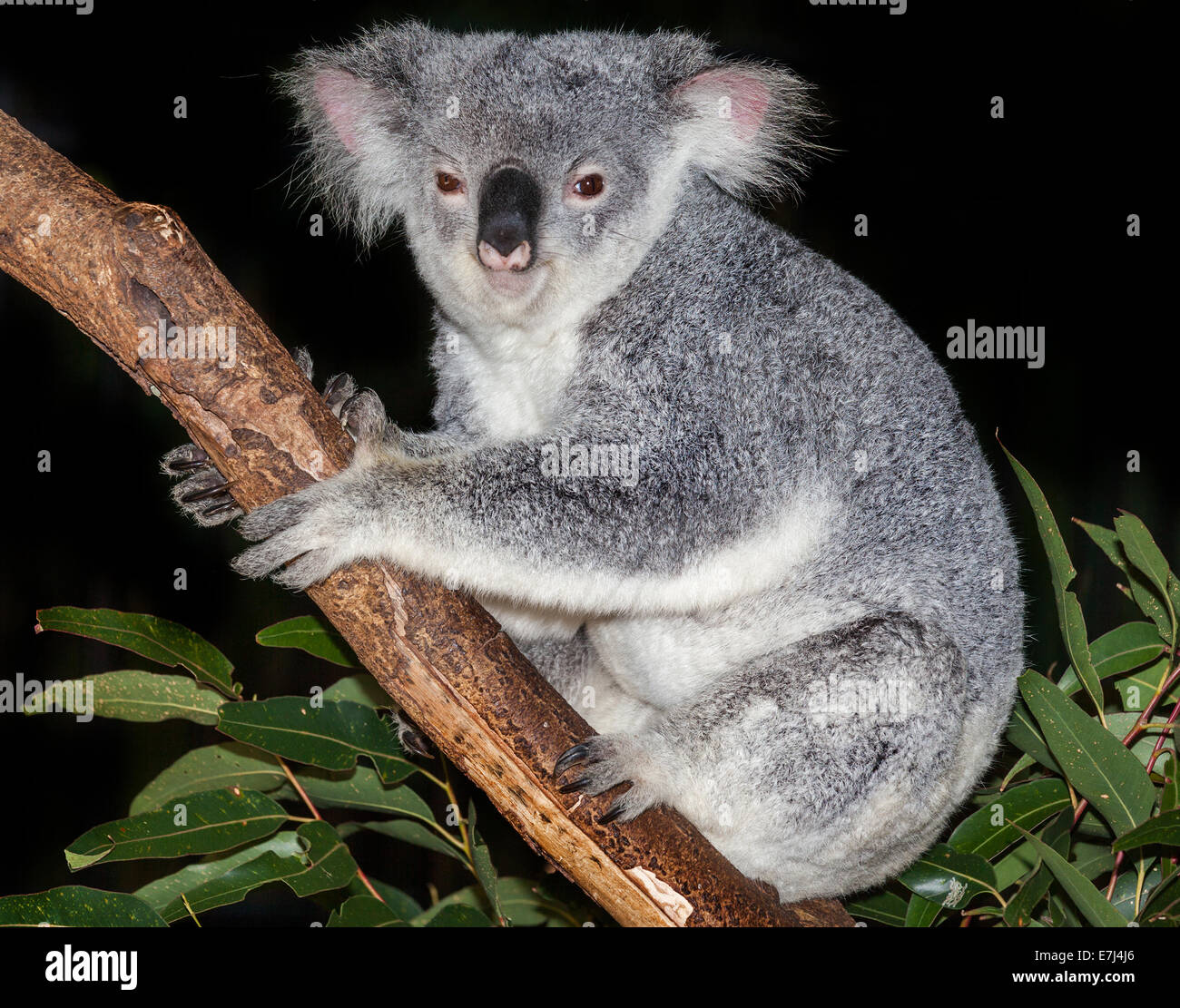 Paw of a koala hi-res stock photography and images - Alamy