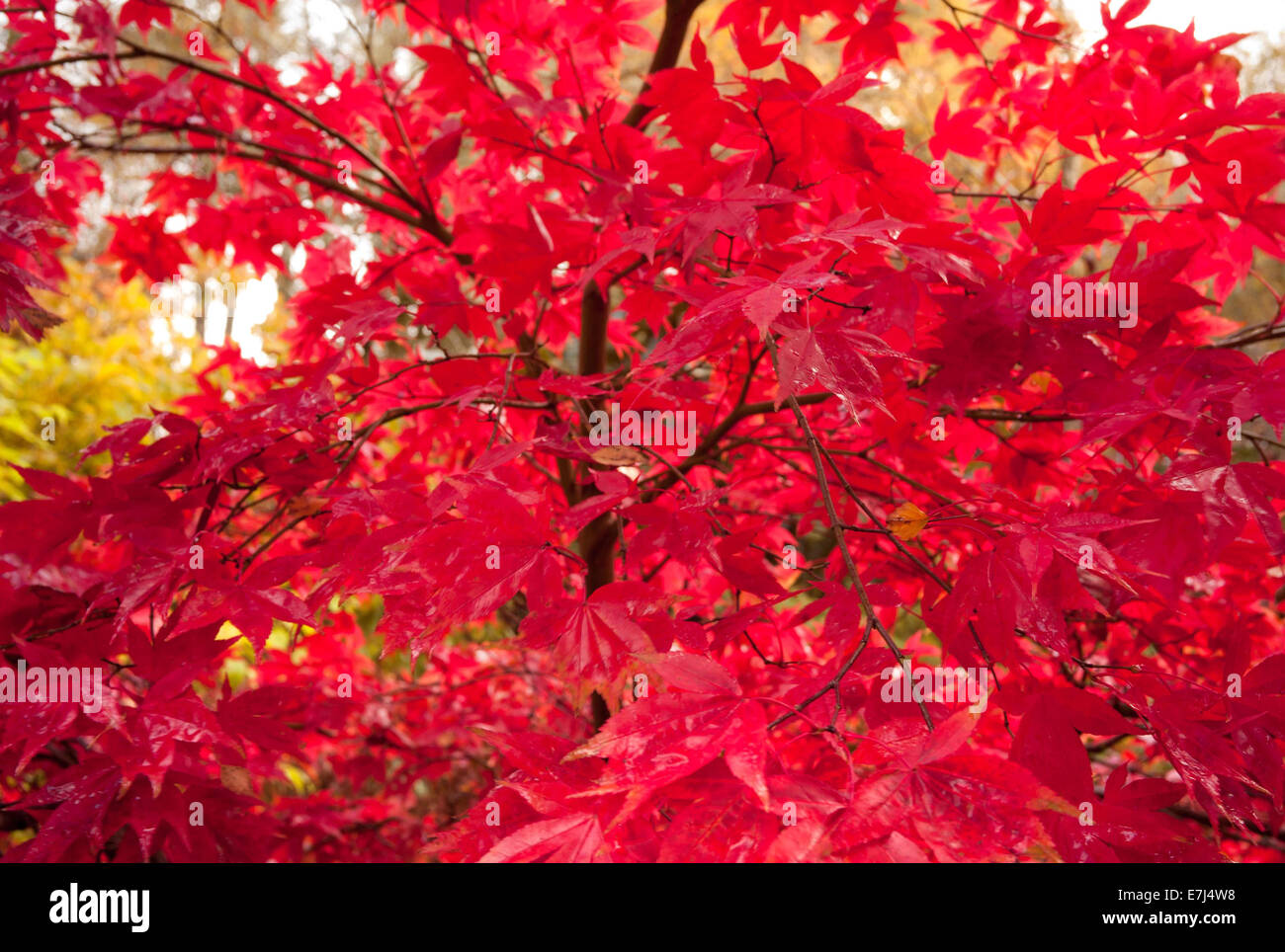 Red Acer / Autumnal tree Stock Photo - Alamy