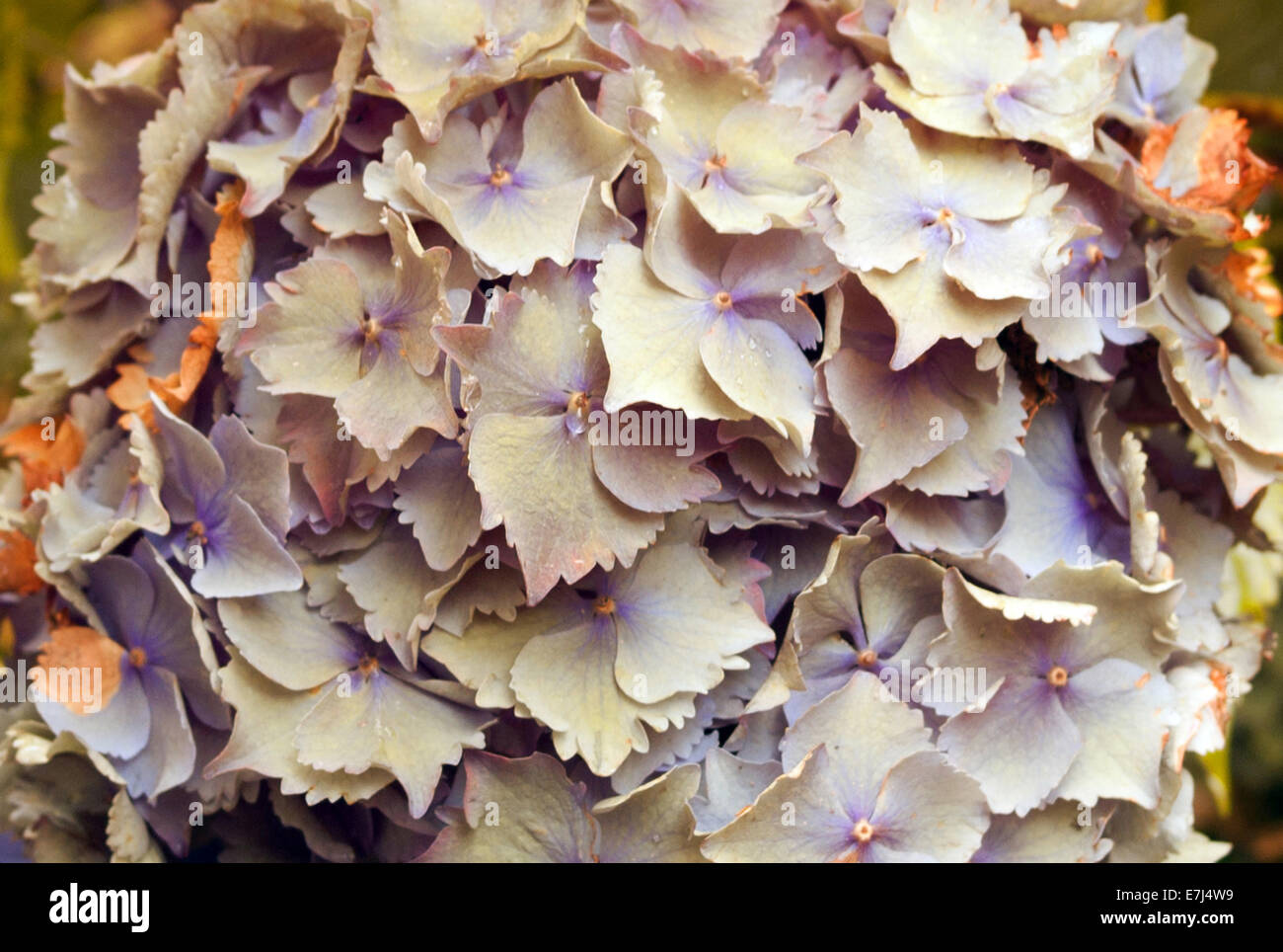 Decaying Hydrangea / Hortensia Stock Photo - Alamy