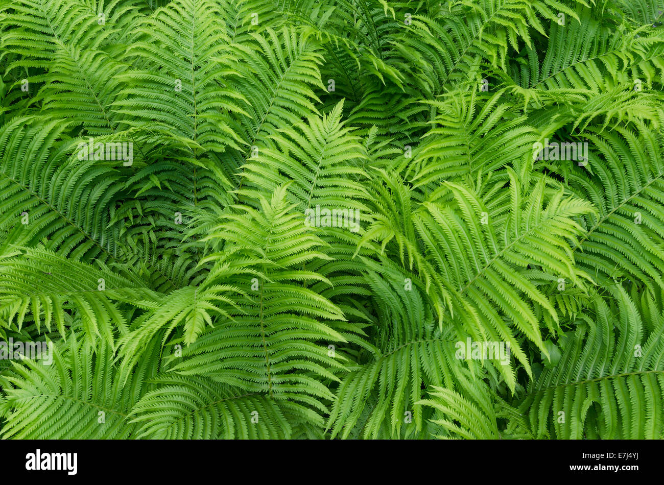 Decorative ferns hi-res stock photography and images - Alamy