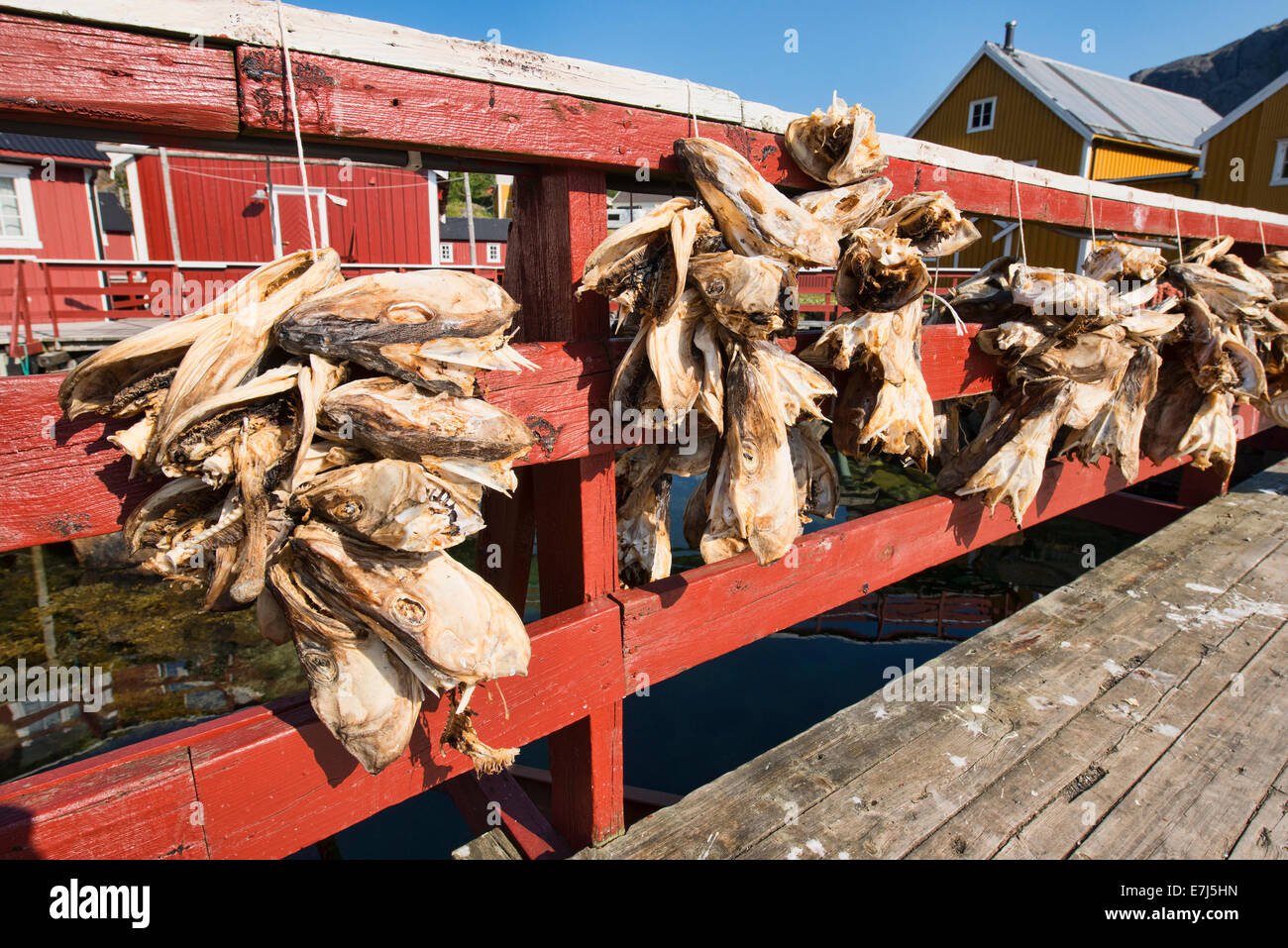 Cod fish head hanging dry hi-res stock photography and images - Alamy