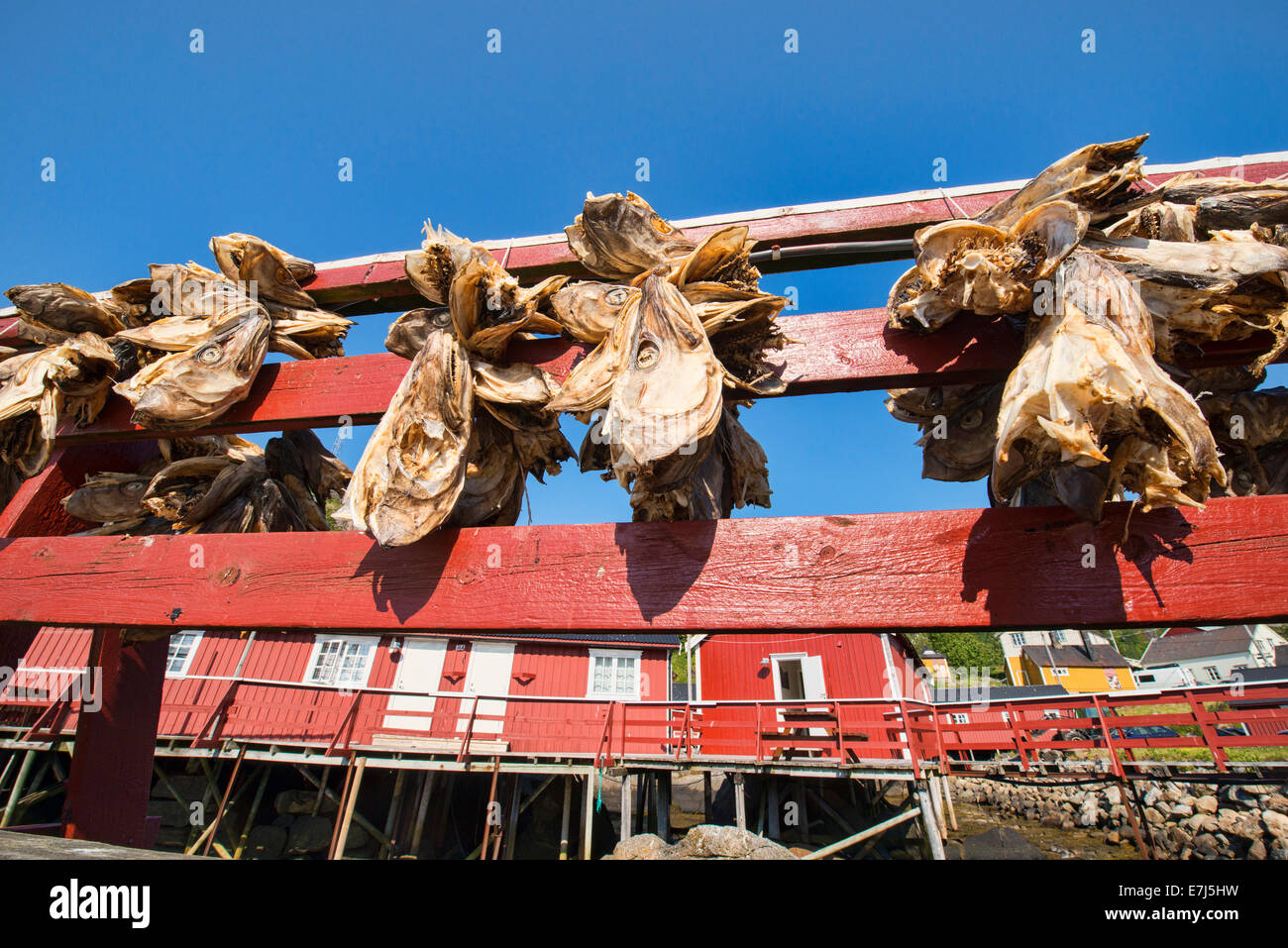Lofoten dry cod hi-res stock photography and images - Alamy