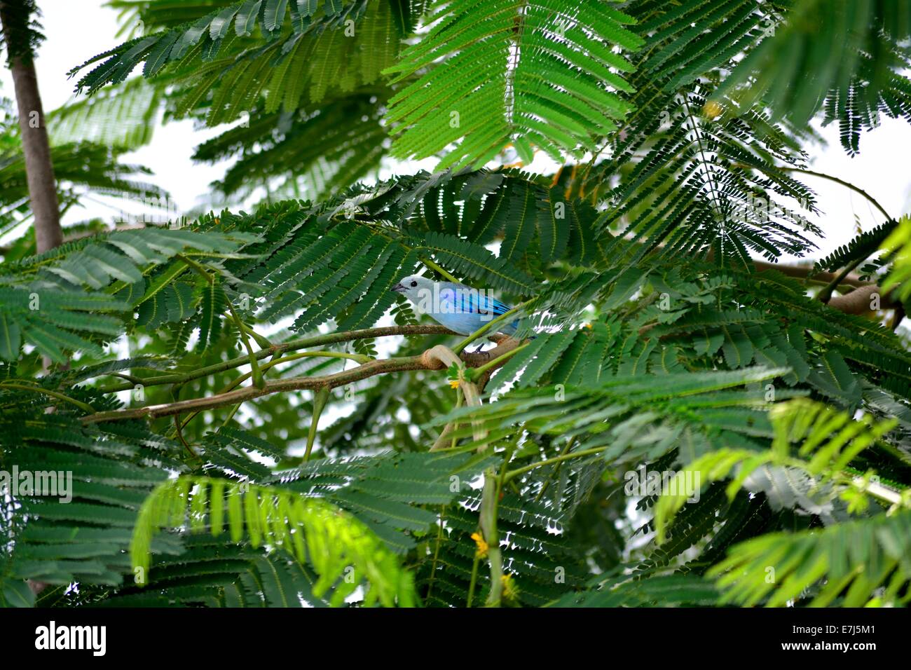 Tanger tree hi-res stock photography and images - Alamy