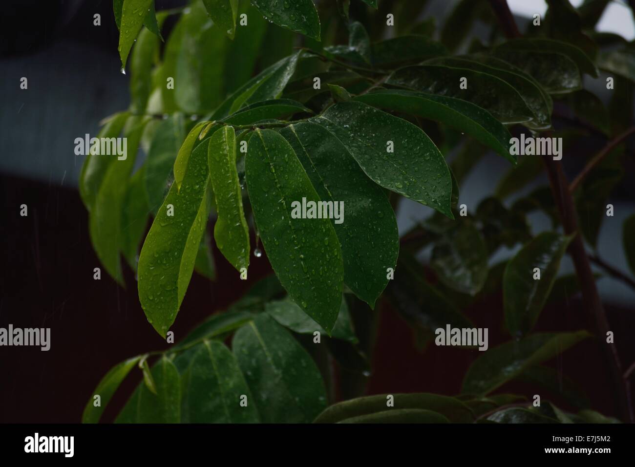 Rain tree plant leaves hi-res stock photography and images - Alamy