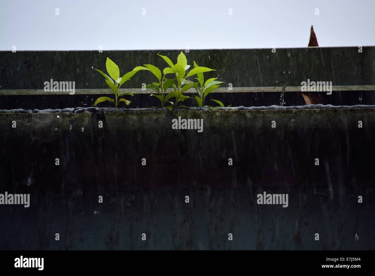 plants getting water from the rain Stock Photo - Alamy