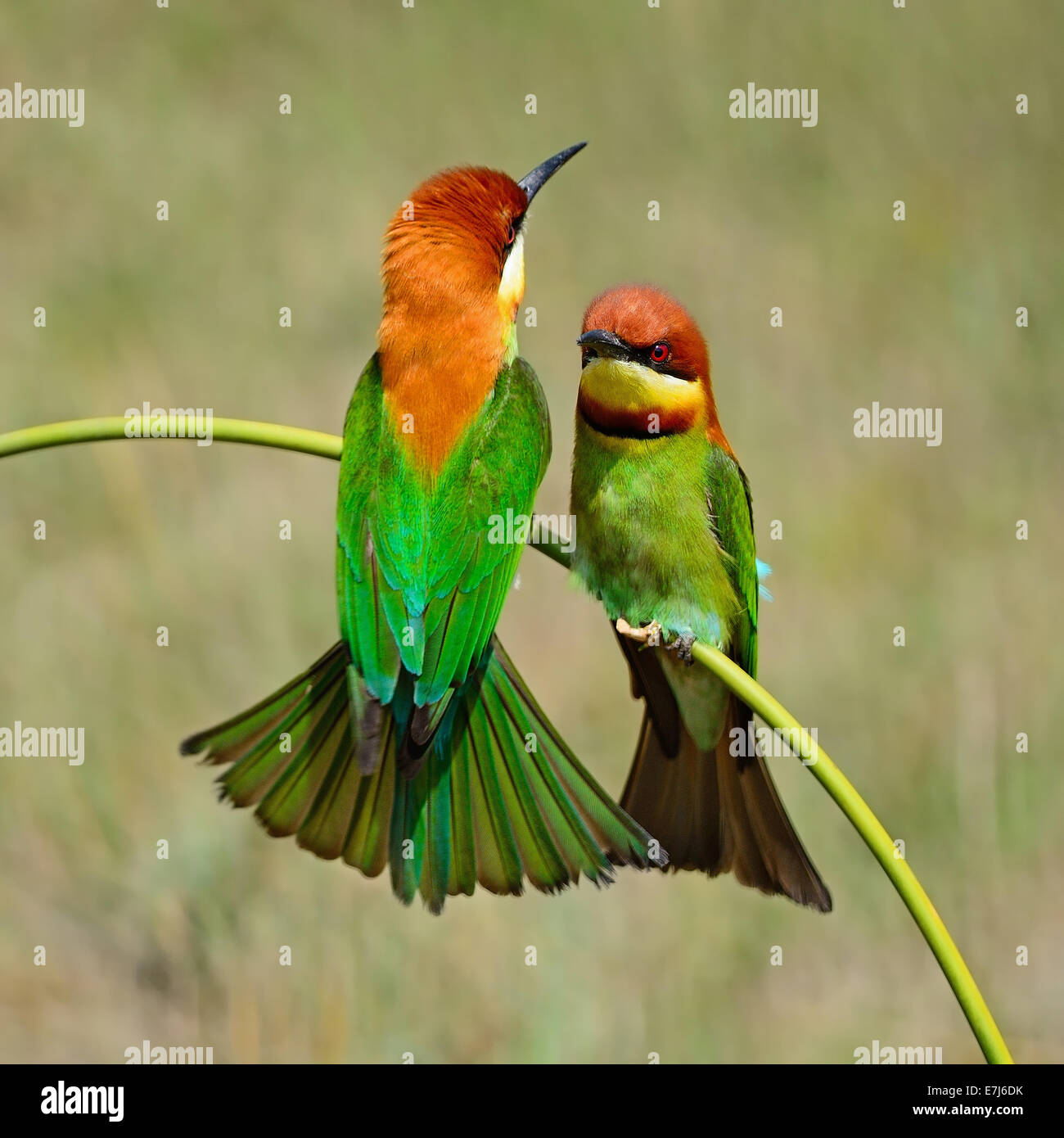 Colorful Bee-eater bird, Chestnut-headed Bee-eater (Merops leschenaulti ...