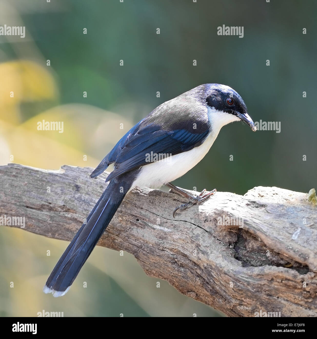 Black bird, Dark-backed Sibia (Malacias melanoleucus), standing on the log, side profile Stock ...