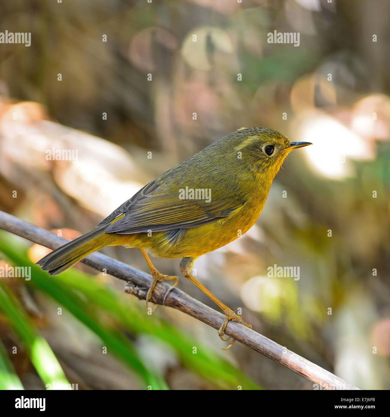 Beautiful yellow bird, female Golden Bush Robin (Tarsiger chrysaeus ...