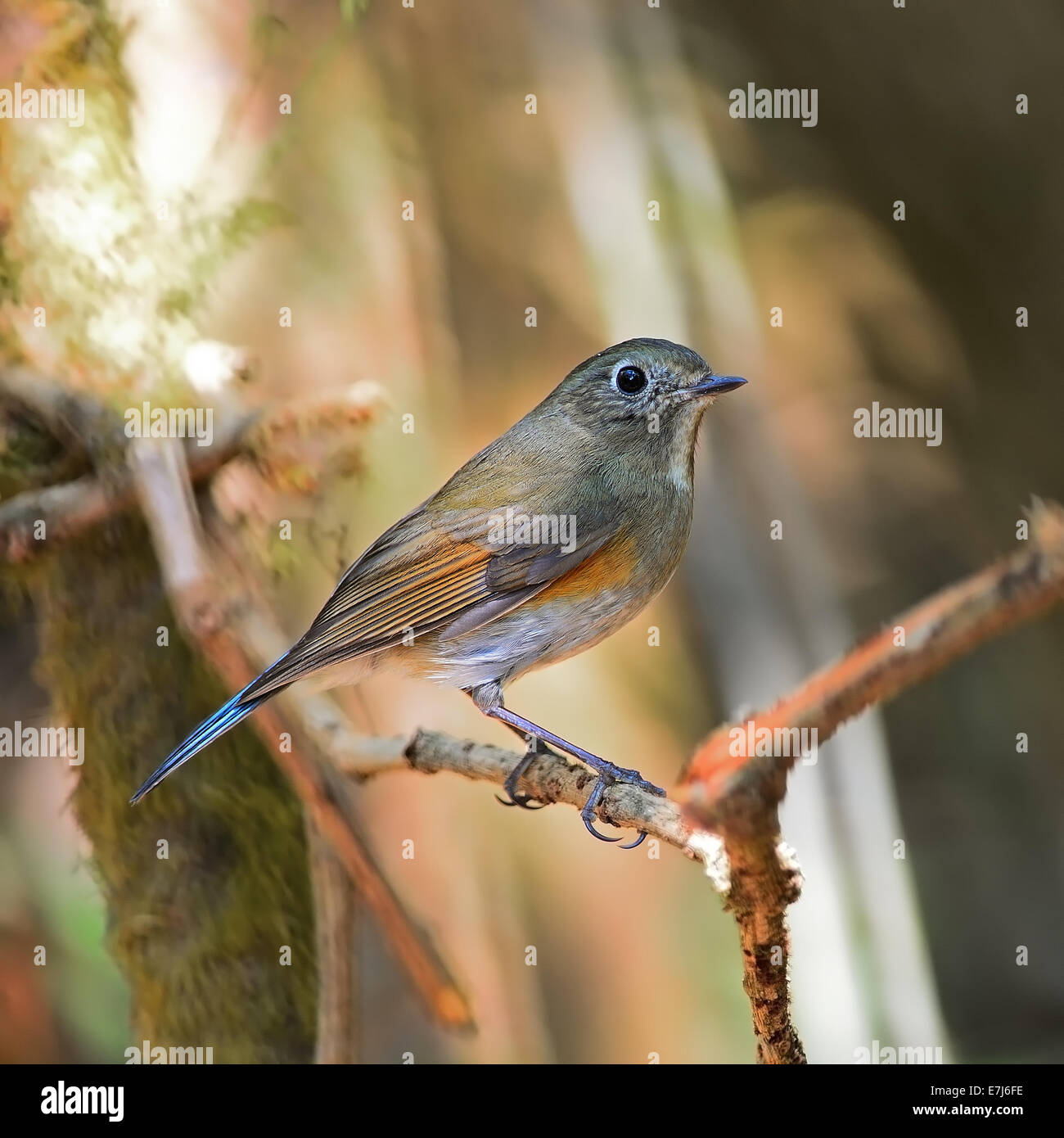 Colorful brown bird, female Himalayan Bluetail (Tarsiger rufilatus ...