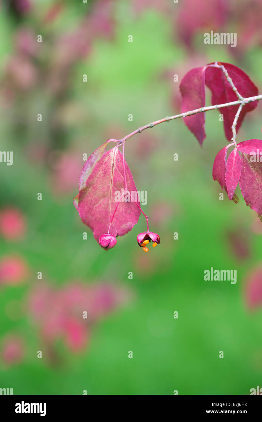 Euonymus oxyphyllus. Korean Spindle Tree seed pods and seeds Stock ...