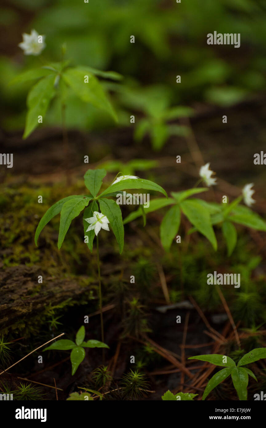 Northern starflowers hi-res stock photography and images - Alamy
