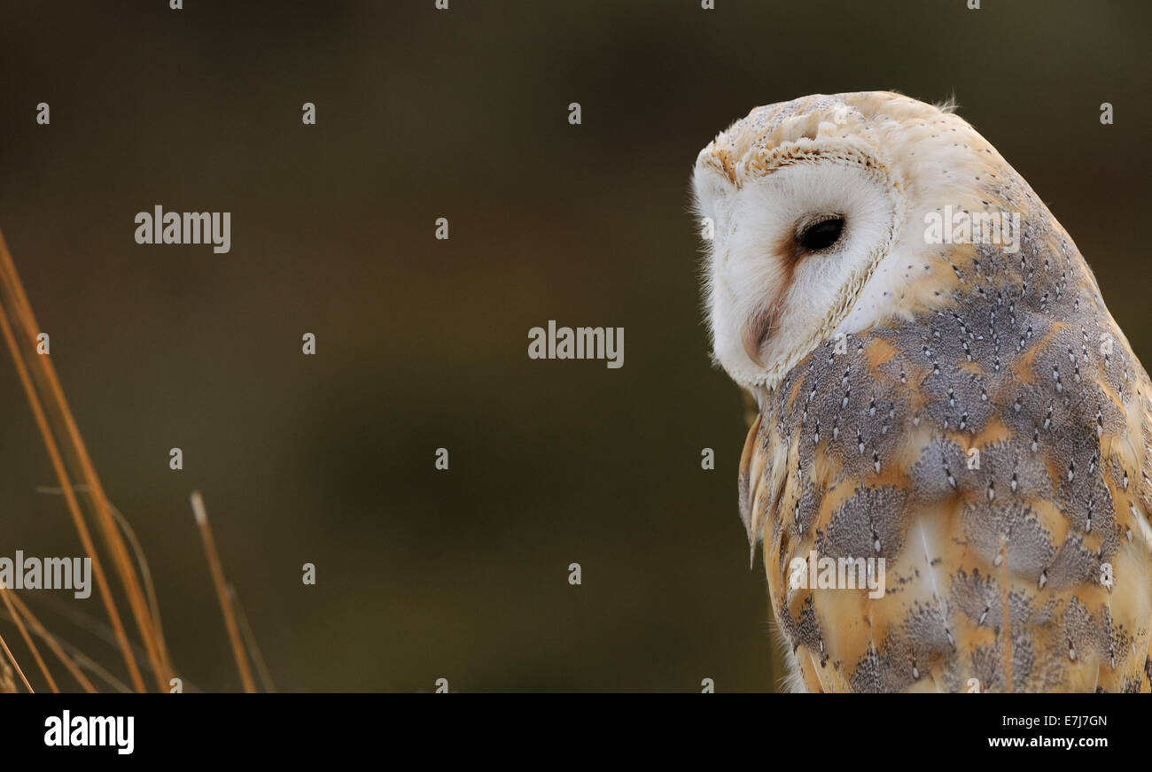 Barn Owl photographed n the middle of autumn colored vegetation at a ...