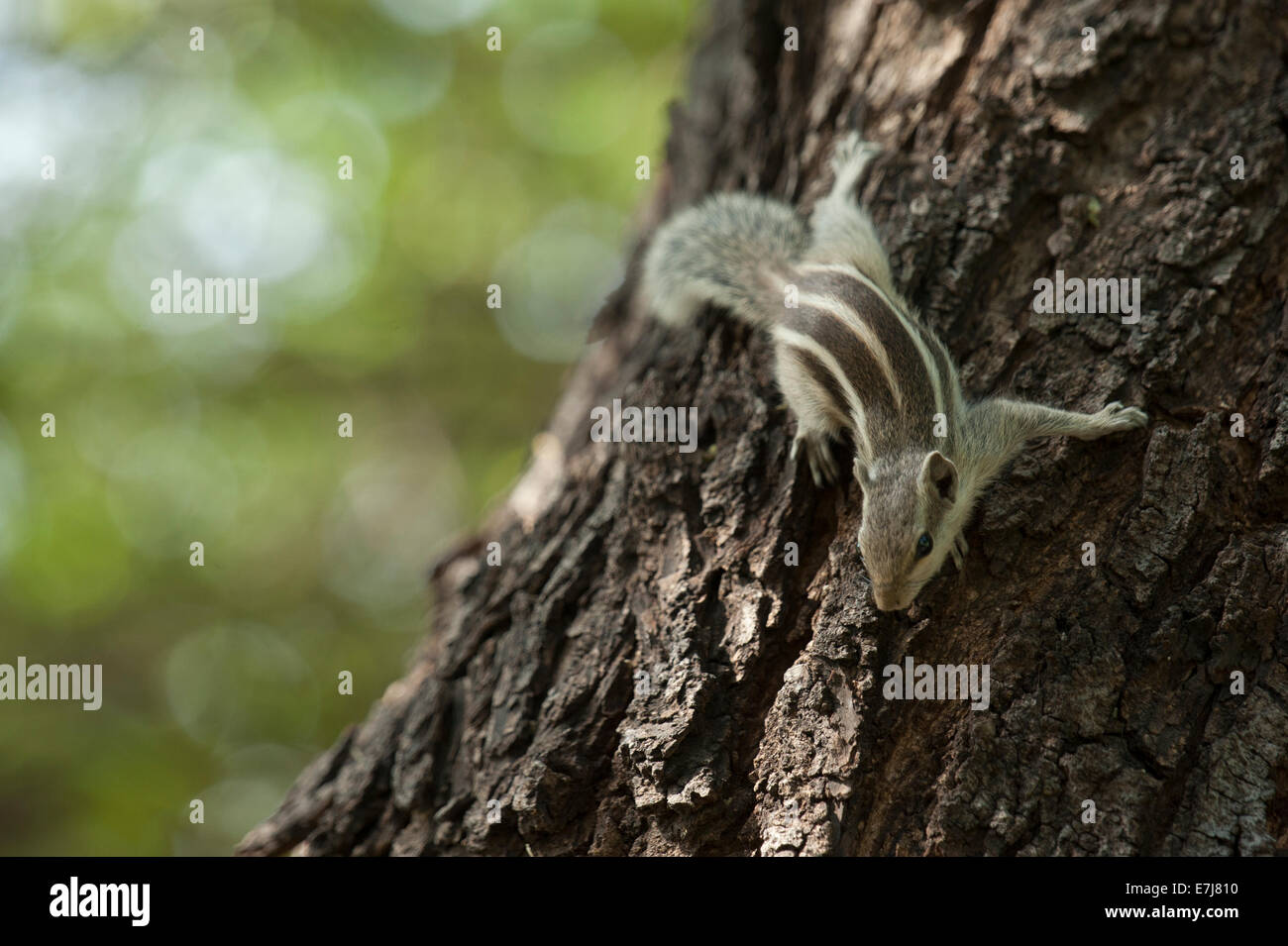 Three Striped Palm Squirrel, Funambulus palmarum, Sciuridae, Jaipur ...
