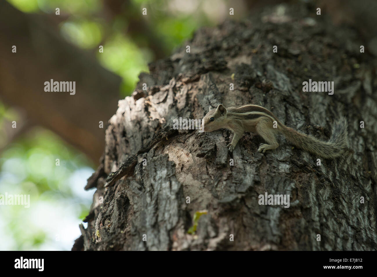 Three Striped Palm Squirrel, Funambulus palmarum, Sciuridae, Jaipur ...