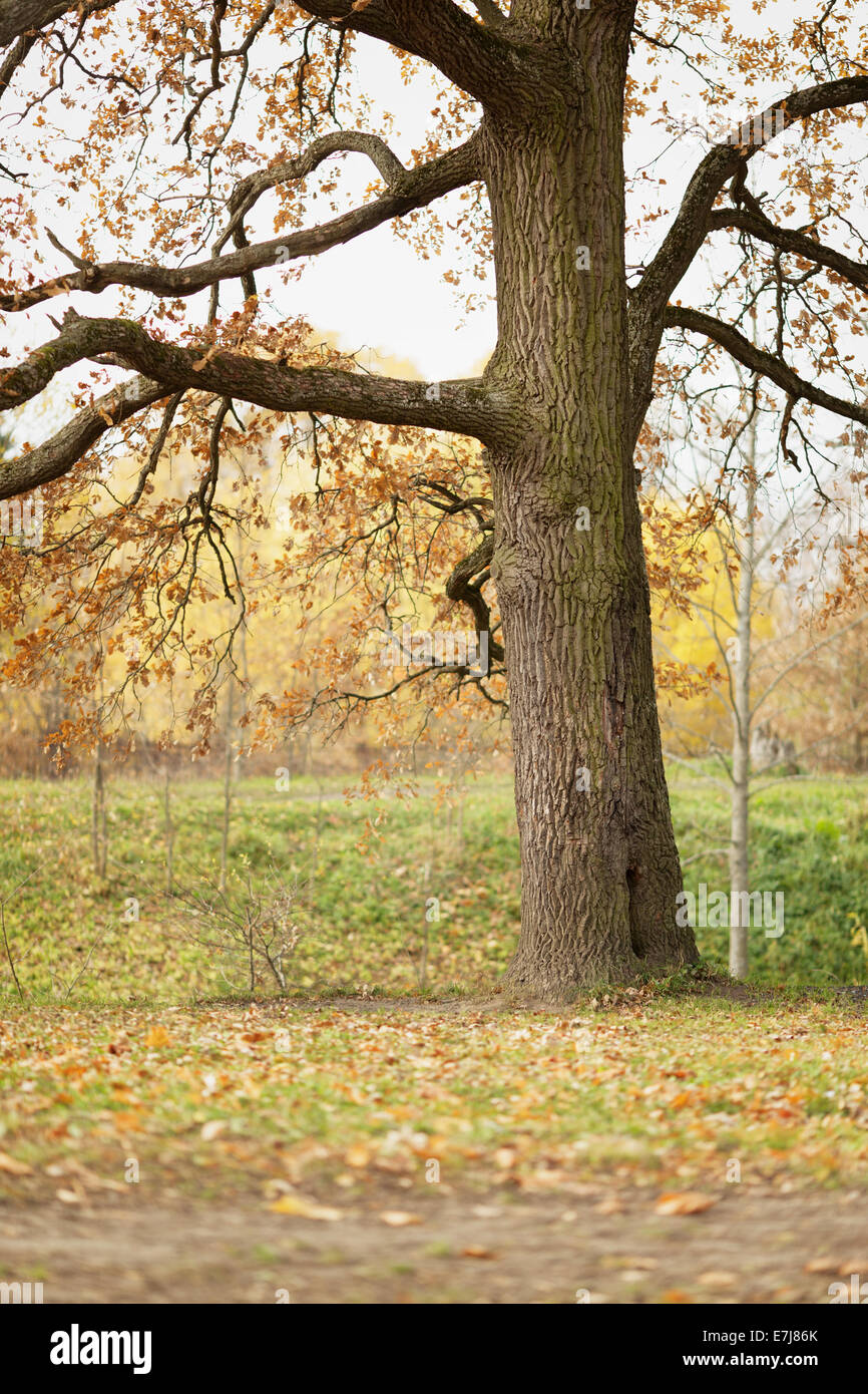 Oak tree in park hi-res stock photography and images - Alamy