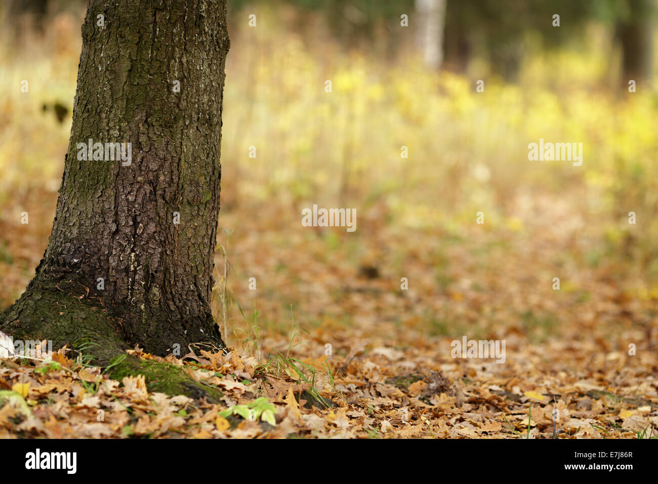 Oak tree in park hi-res stock photography and images - Alamy