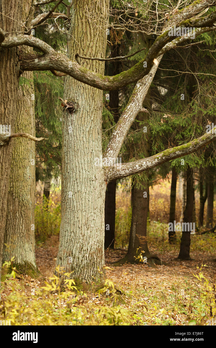 Oak tree in park hi-res stock photography and images - Alamy