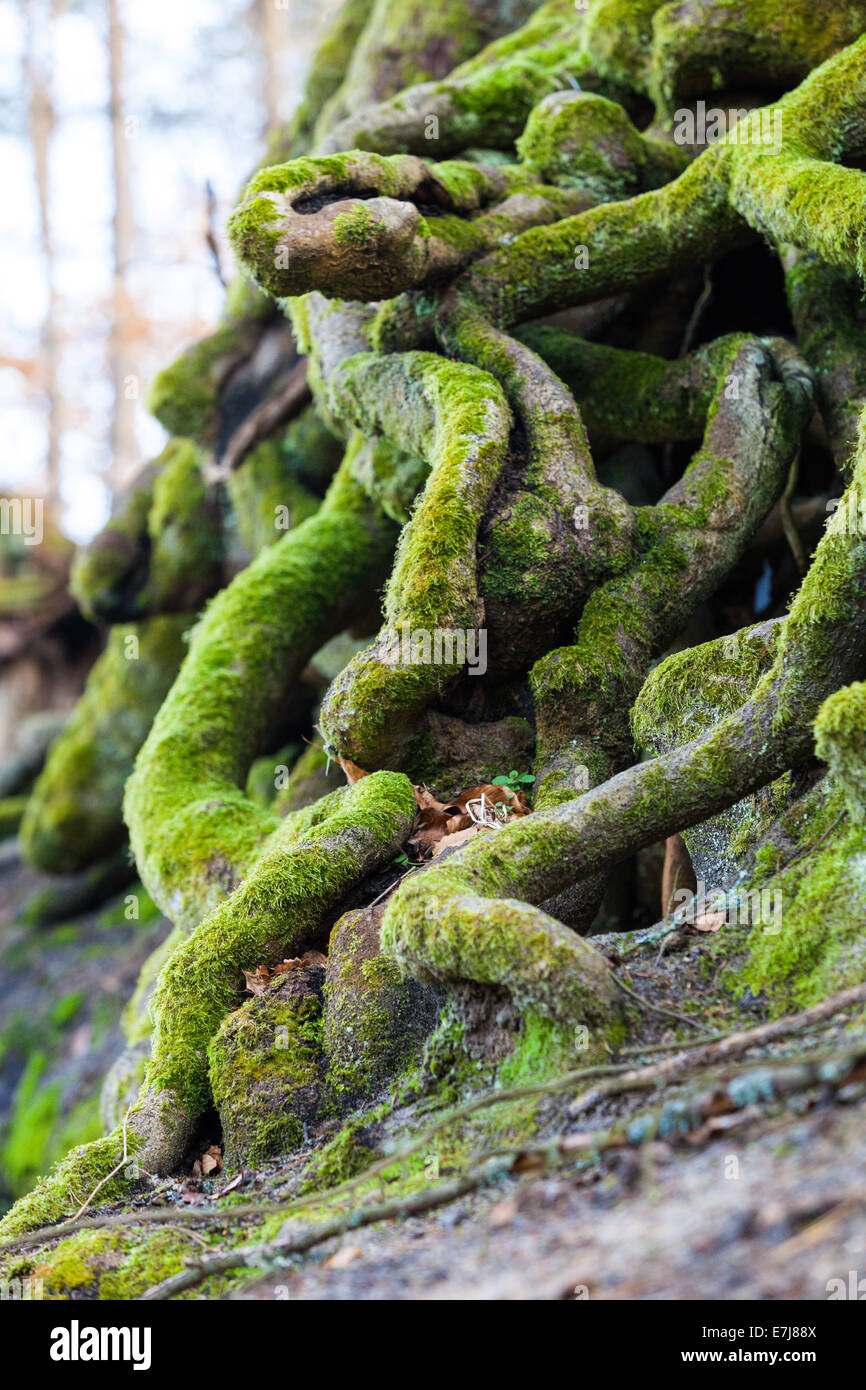 Nature. Closeup of tangled tree roots covered with green moss. Outdoor ...