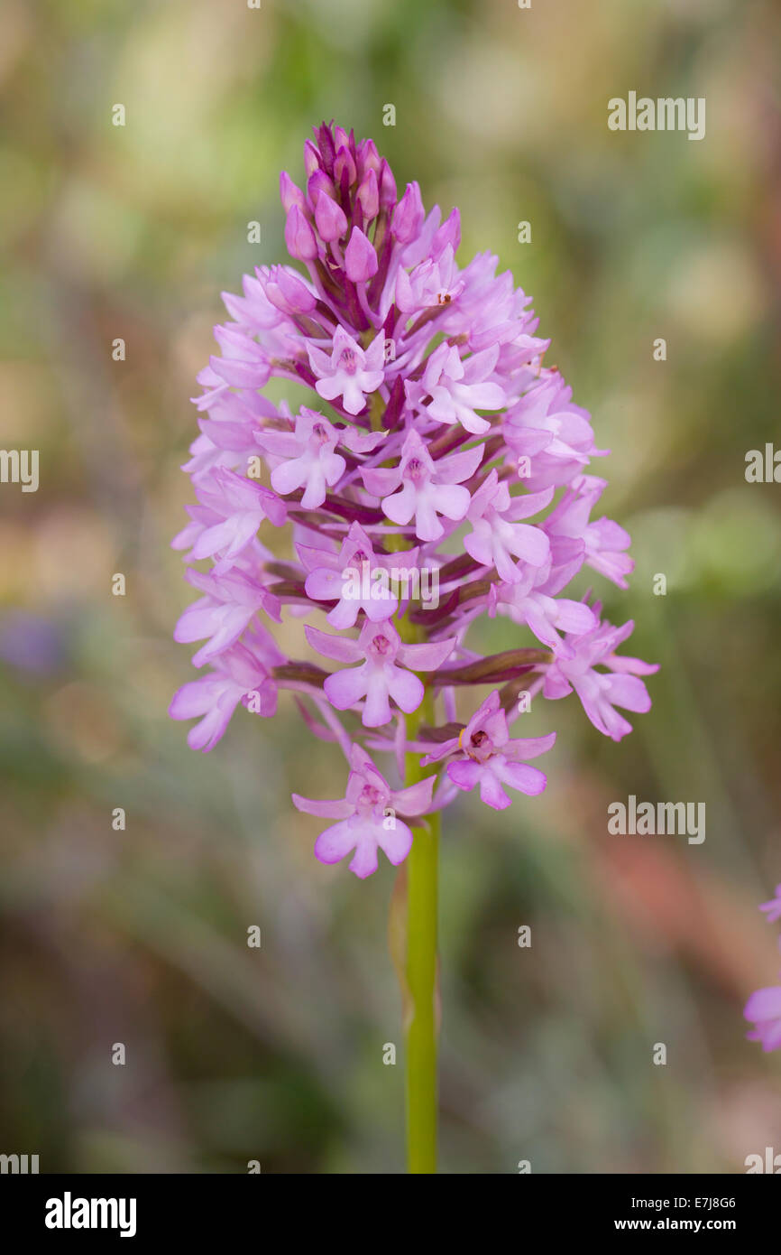 Anacamptis pyramidalis pyramid orchid pyramidal hi-res stock ...