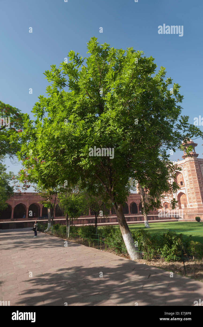 Sausage Tree, Kigelia pinnata, Bignoniacea, Africa Stock Photo - Alamy