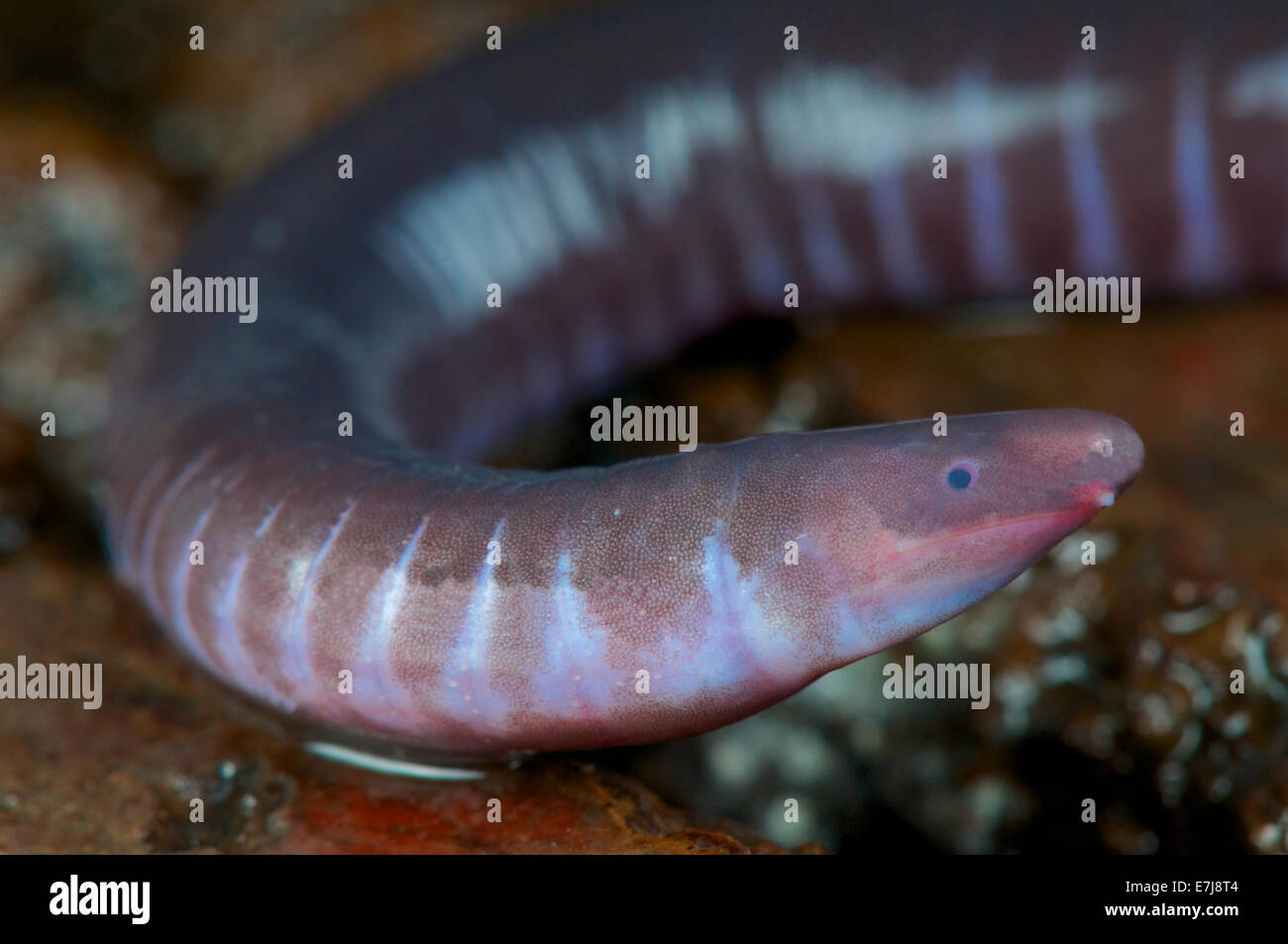 Caecilian worm hi-res stock photography and images - Alamy