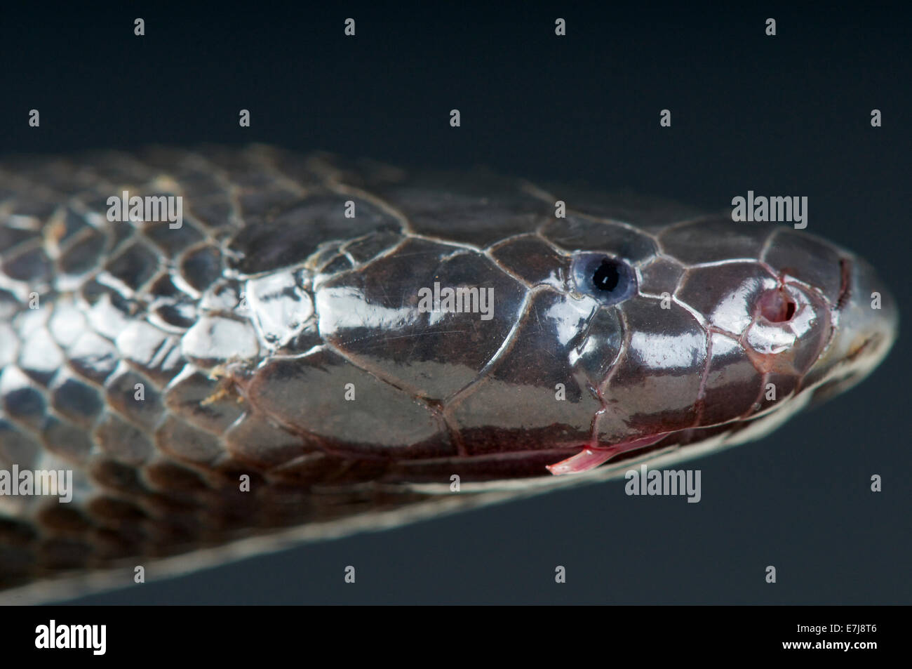 Mole snake / Atractaspis corpulenta Stock Photo - Alamy