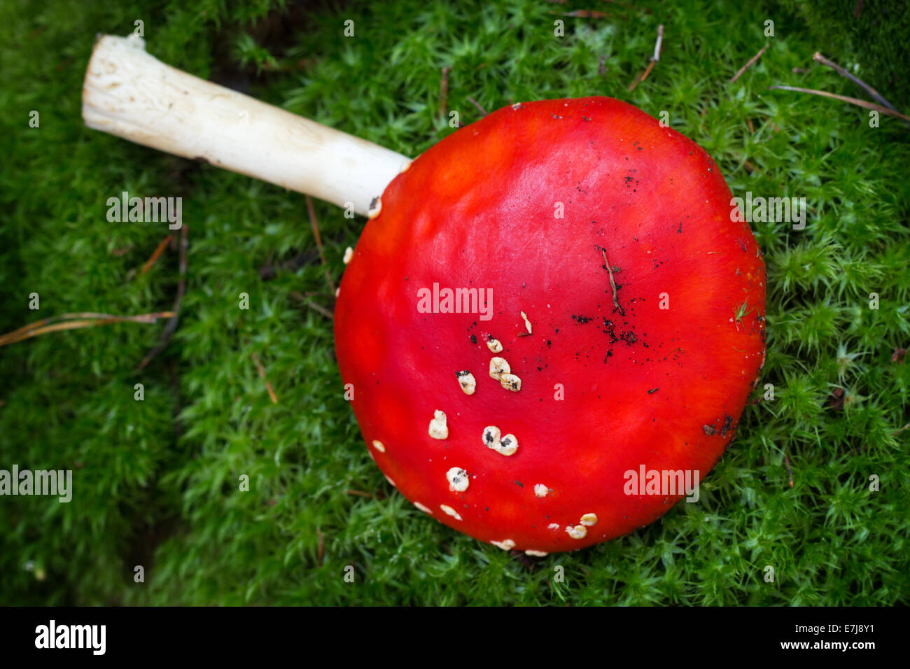 Amanita muscaria, poison mushroom on the moss Stock Photo - Alamy