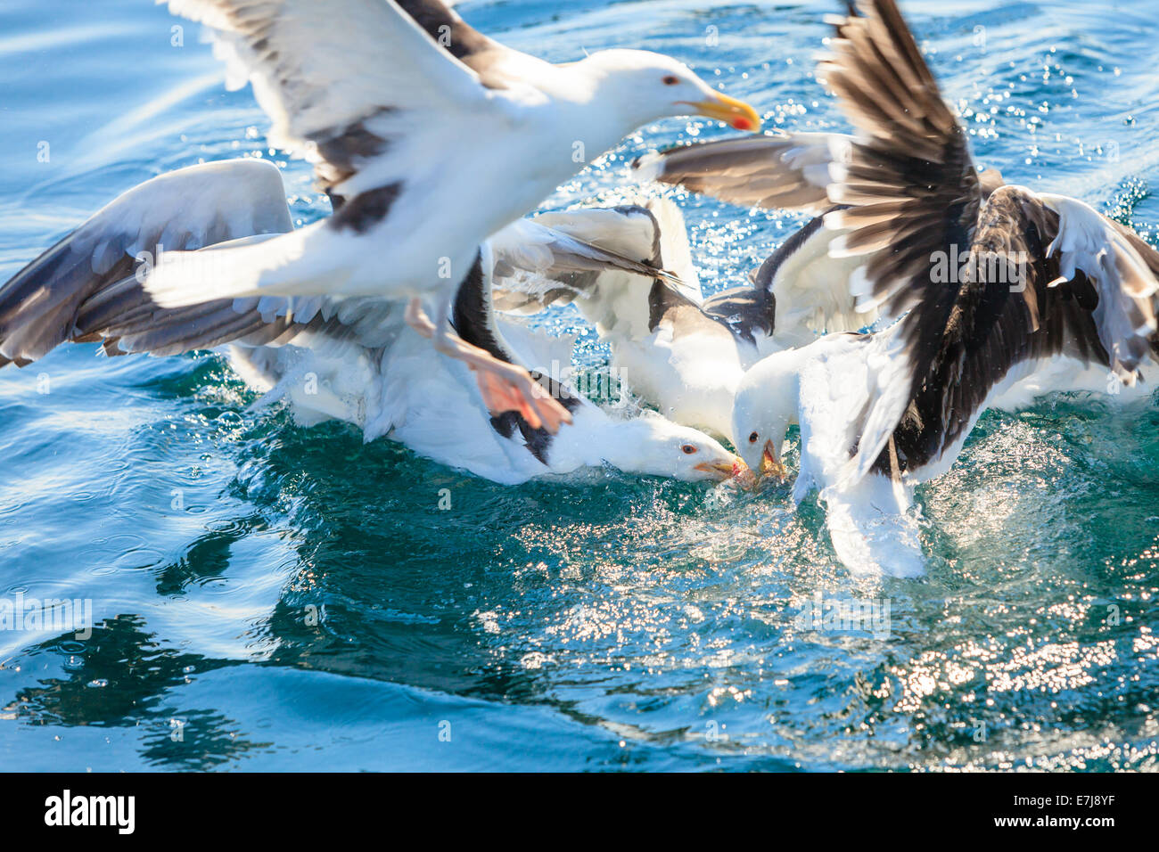 Animals nature and action. Flock of seagulls in fight for food in the ...