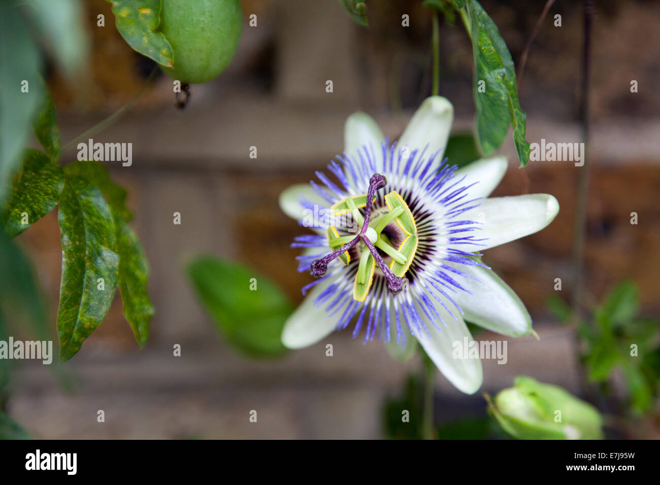 Passion flower and garden wall hi-res stock photography and images - Alamy