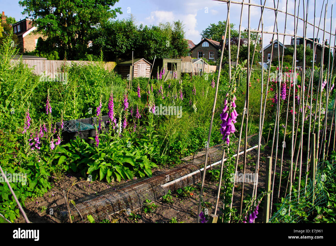 Allotments,Vegetable Patch,Gardening,Growing Fruit,Green Vegetables ...