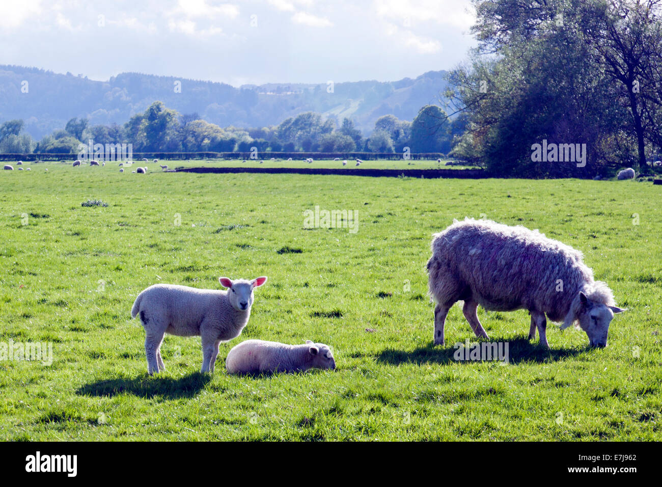 Border cheviot hi-res stock photography and images - Alamy