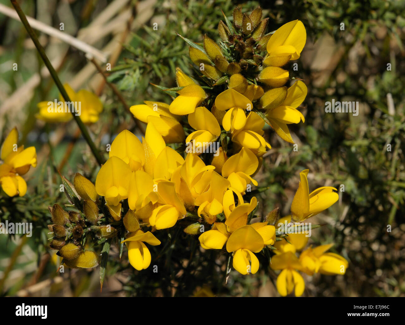 Common Gorse - Ulex europaeus Stock Photo - Alamy