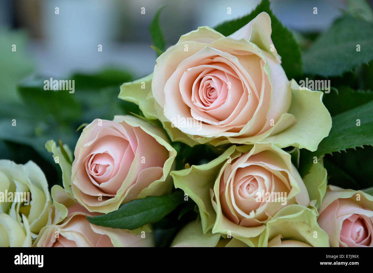 Pale pink roses freshly cut and neatly stacked Stock Photo - Alamy