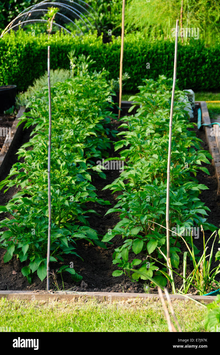 Allotments,Vegetable Patch,Gardening,Growing Fruit,Green Vegetables ...