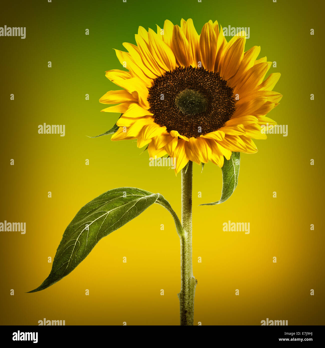 Fancy sunflower hi-res stock photography and images - Alamy