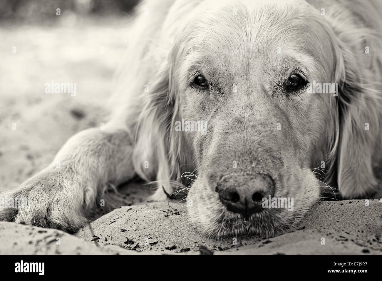 Sad golden retriever hi-res stock photography and images - Alamy