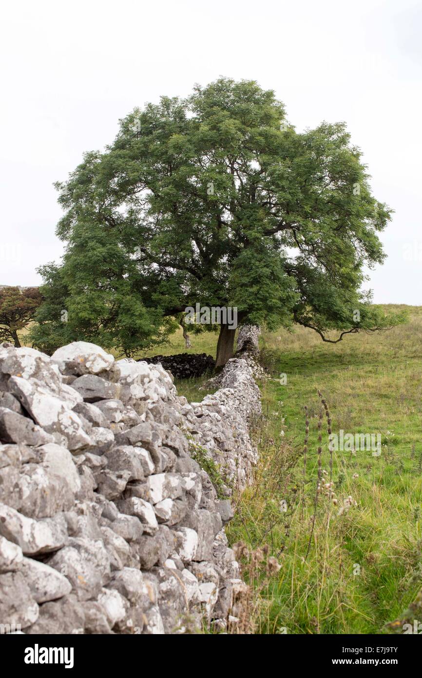 Dry stone wall oak tree High Resolution Stock Photography and Images ...