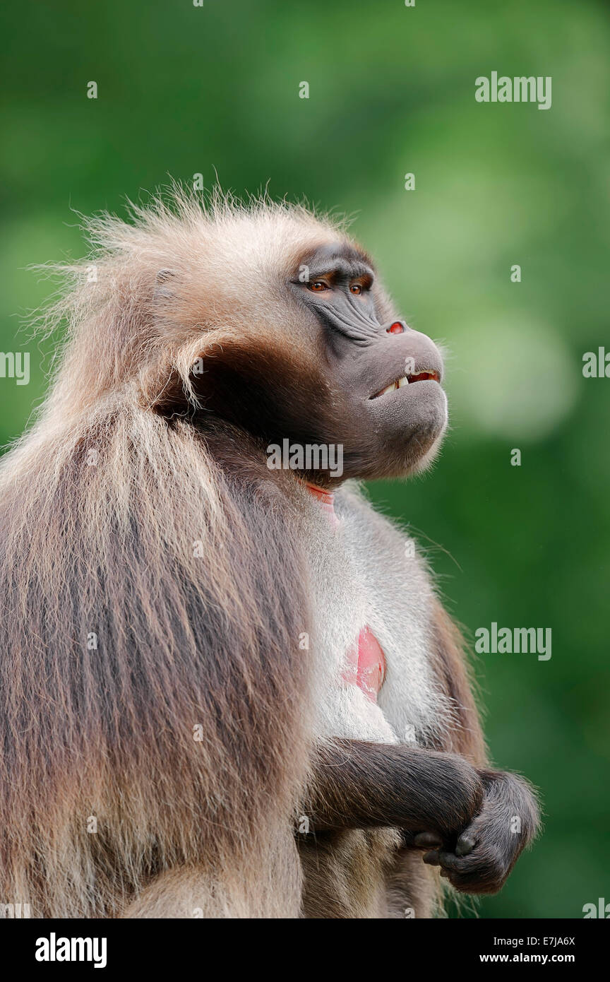 Gelada hi-res stock photography and images - Alamy