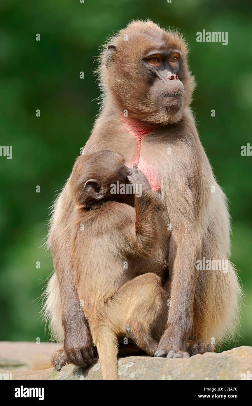 Gelada (Theropithecus gelada), female with young, native to Ethiopia ...