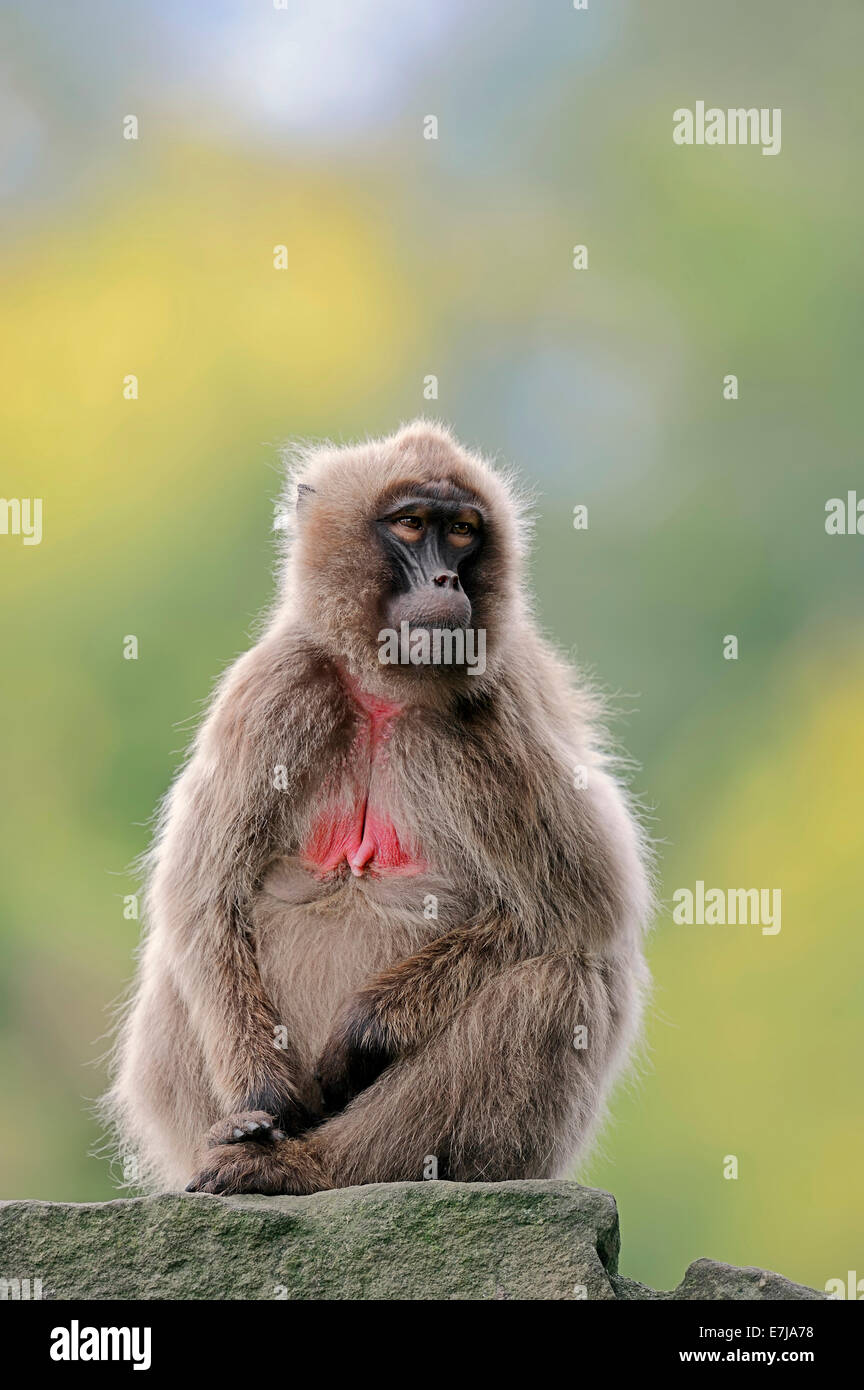 Gelada (Theropithecus gelada), female, native to Ethiopia, captive ...