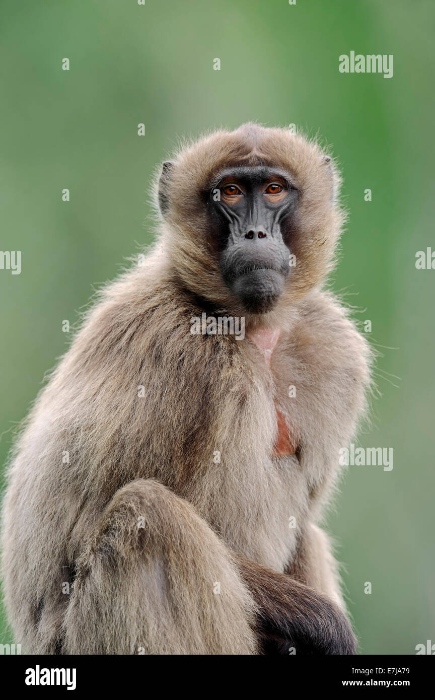 Gelada (Theropithecus gelada), female, native to Ethiopia, captive ...