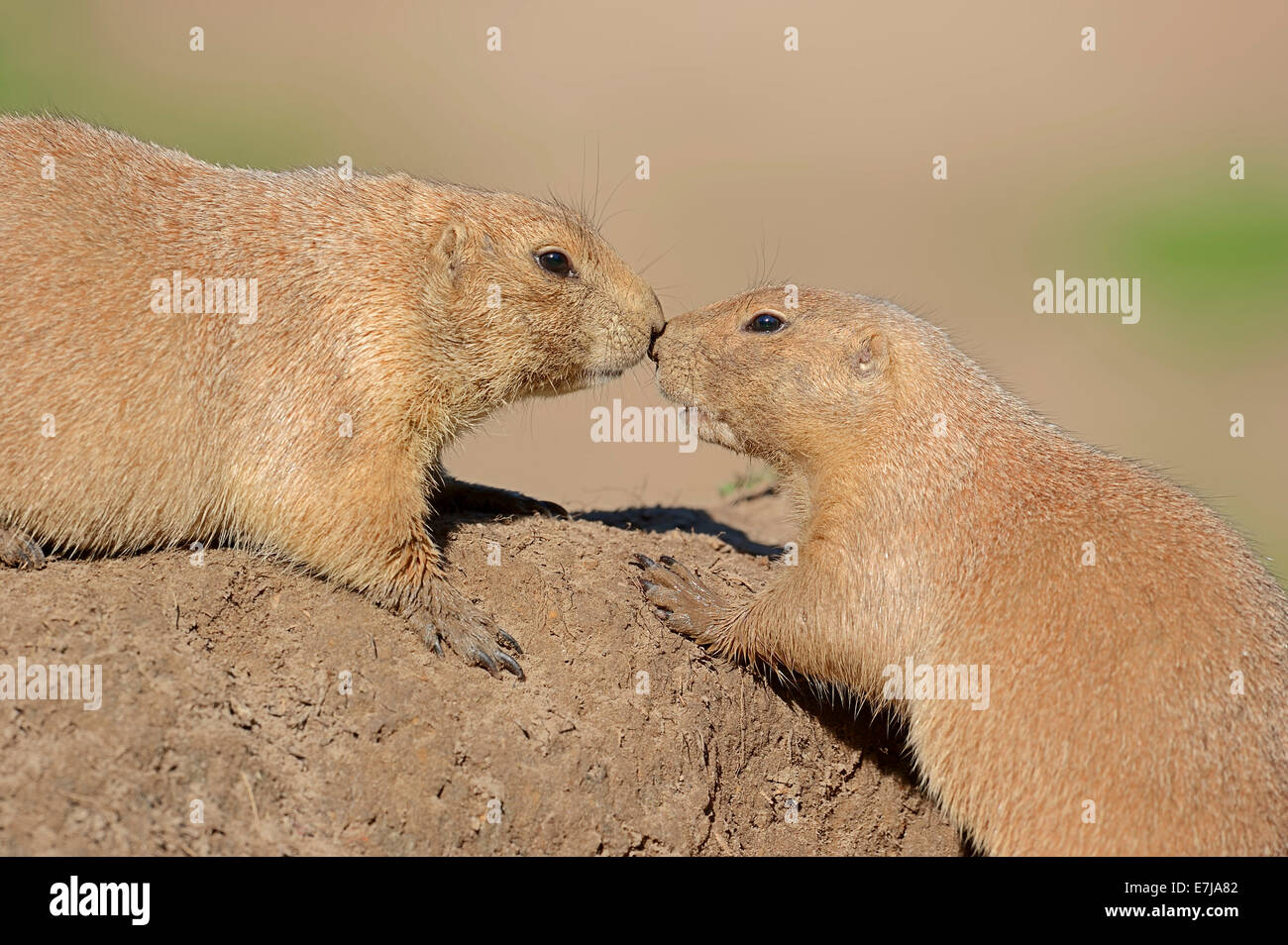 Black-tailed prairie dogs (Cynomys ludovicianus), adult animals ...