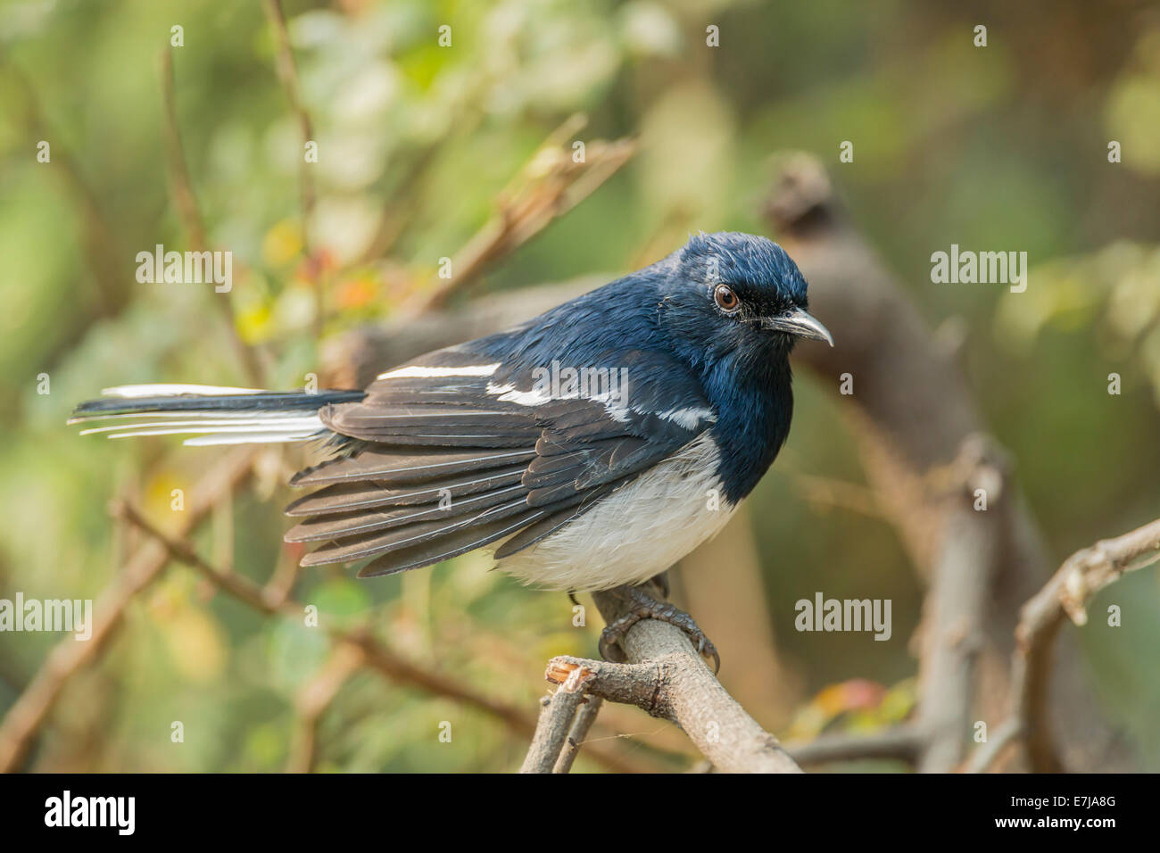 Magpie robin india hi-res stock photography and images - Alamy