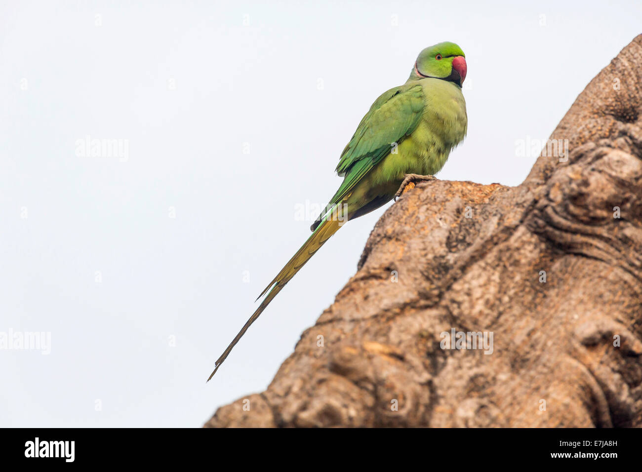 Indian Ringnecked Parakeet (Psittacula krameri manillensis), Keoladeo ...