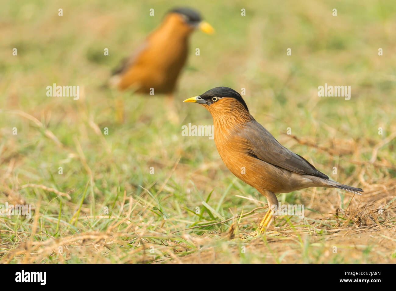 Brahminy Starling (Sturnia pagodarum), Keoladeo National Park ...