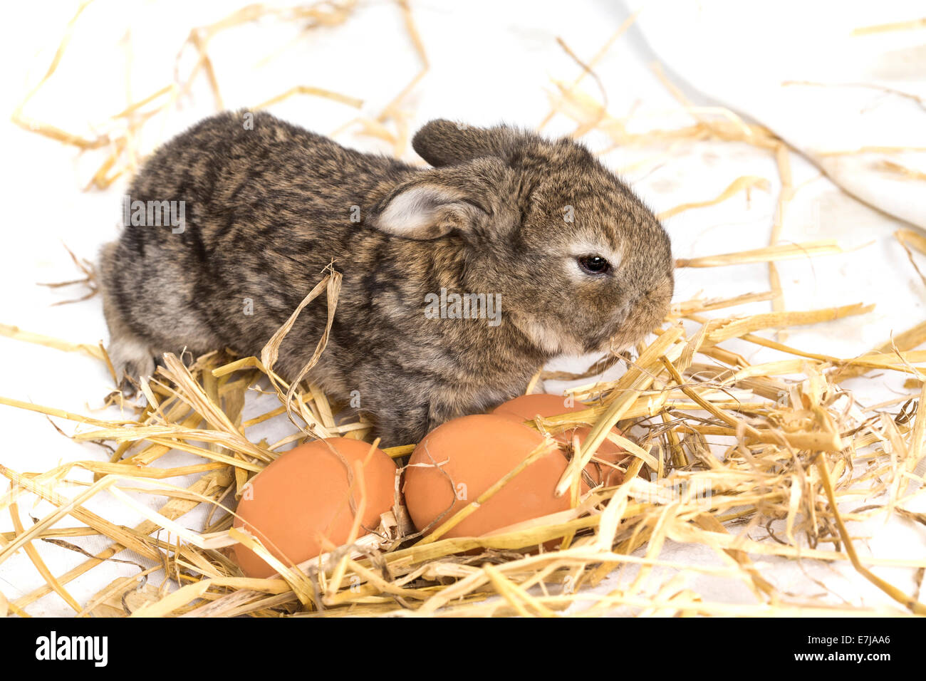 Rabbit, young, kitten, with eggs in a nest Stock Photo - Alamy