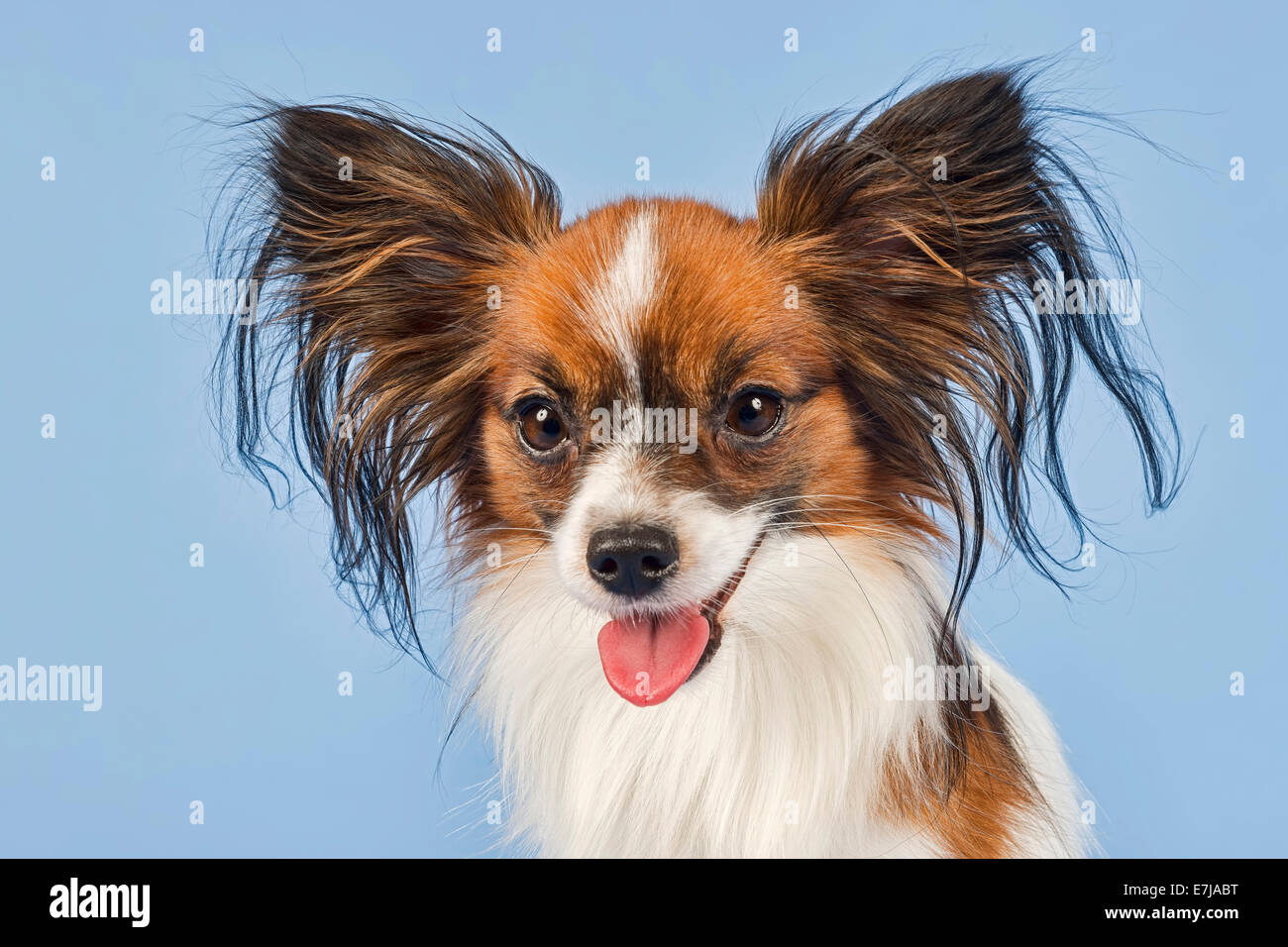 Sable colour hi-res stock photography and images - Alamy