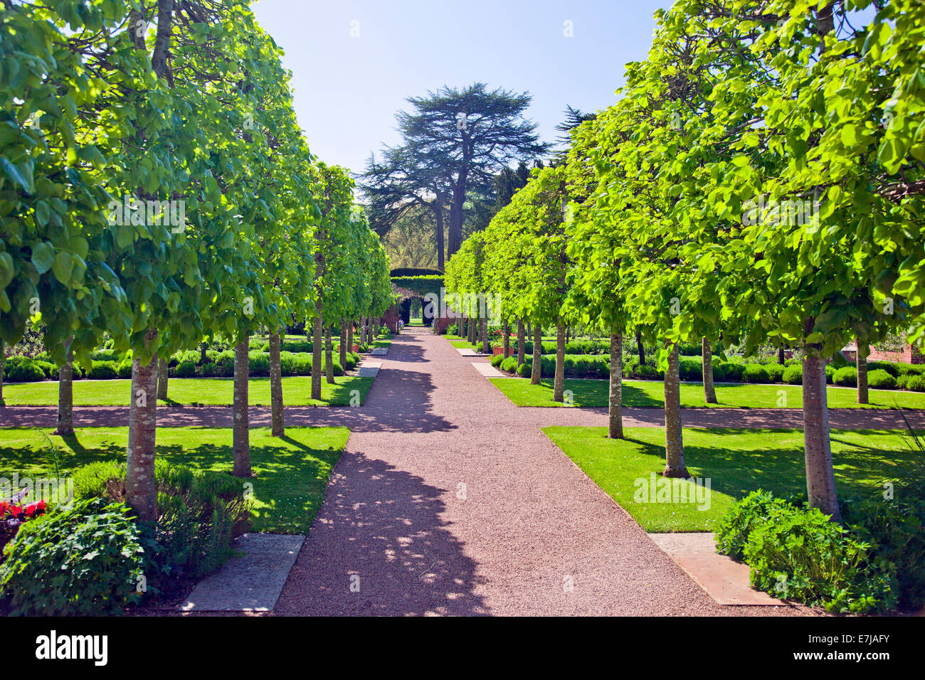 Pleached hi-res stock photography and images - Alamy